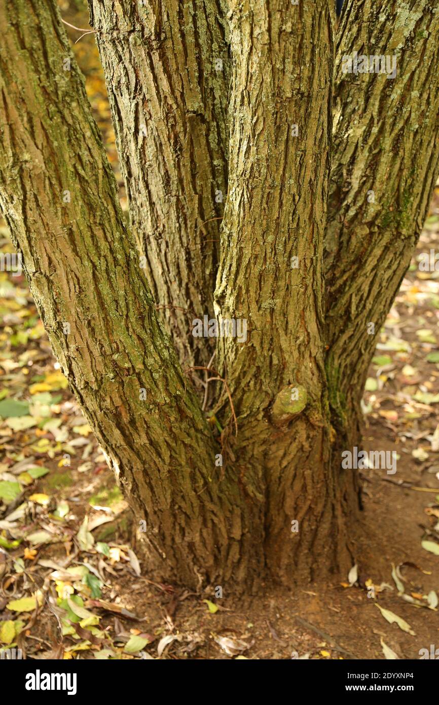 Variety of different tree species, lots of variant texture from the ...