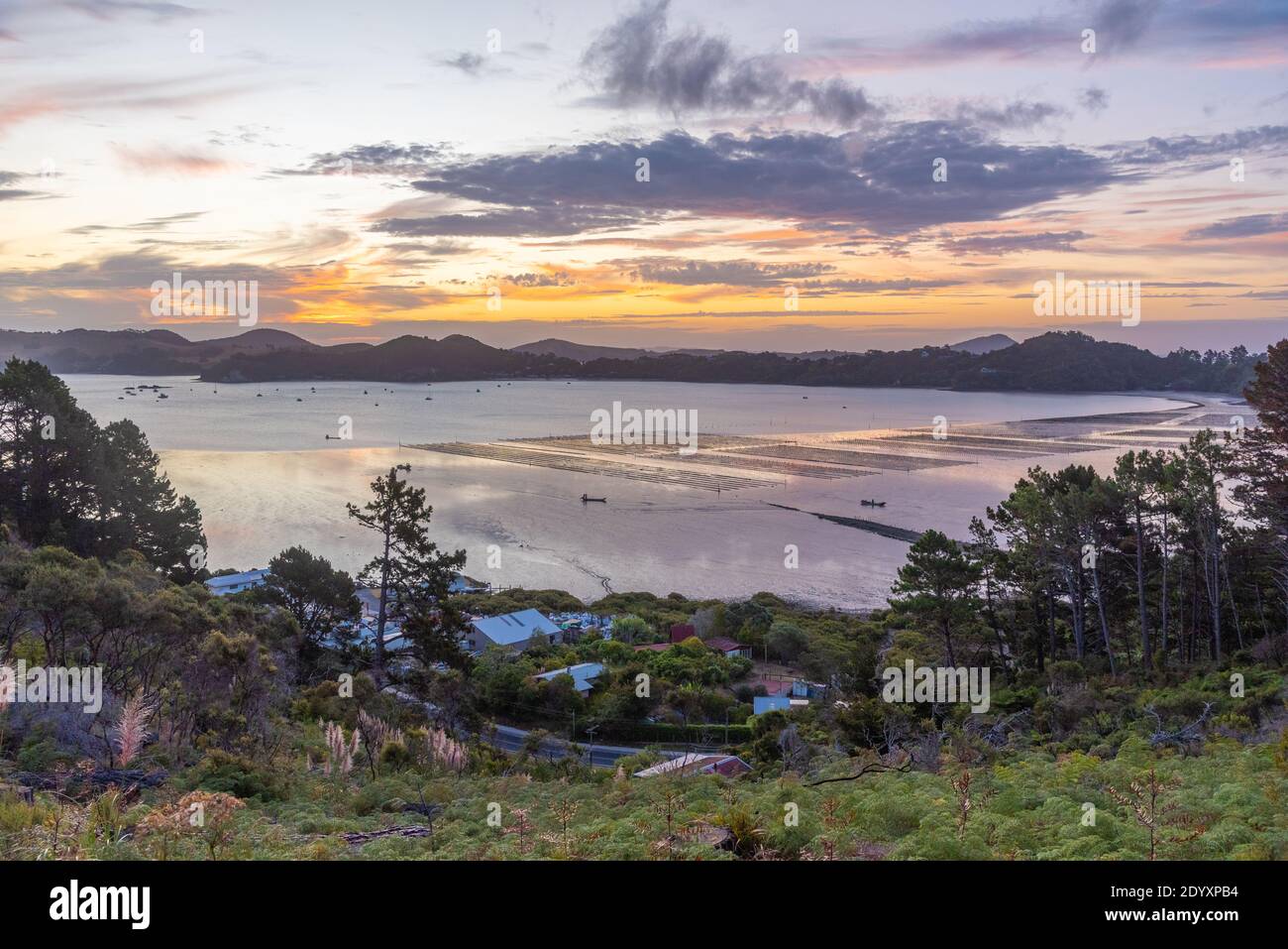 Sunset view of a fish farm near coromandel town at New Zealand Stock ...