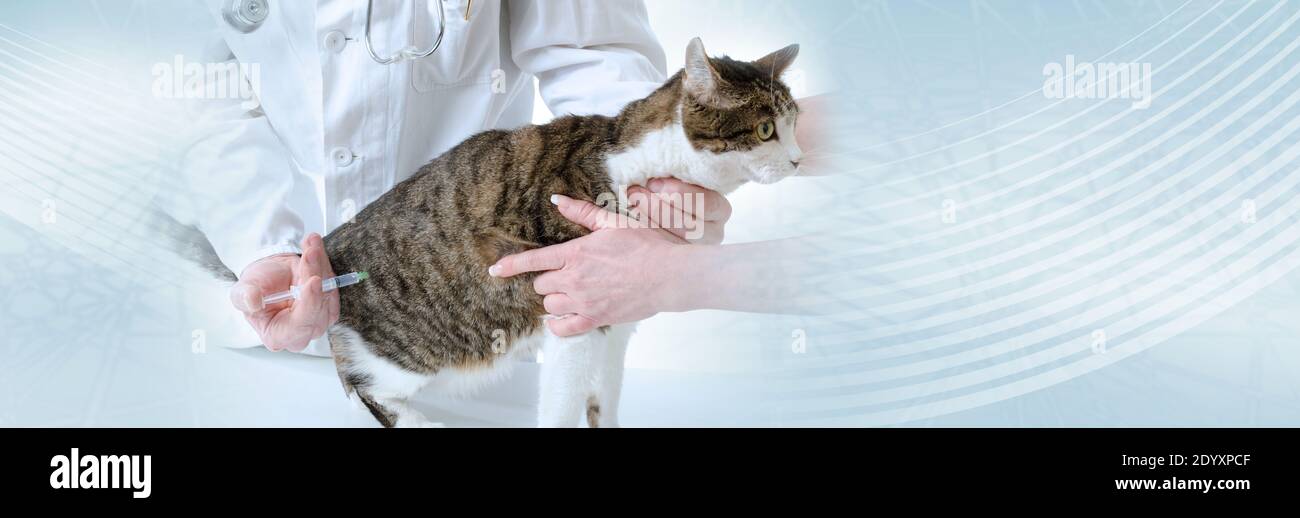 Veterinarian giving injection to cat in veterinary clinic; panoramic ...