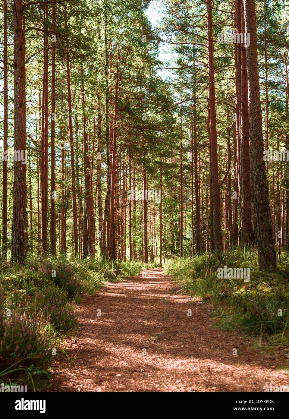 Pathway nature trail hi-res stock photography and images - Alamy