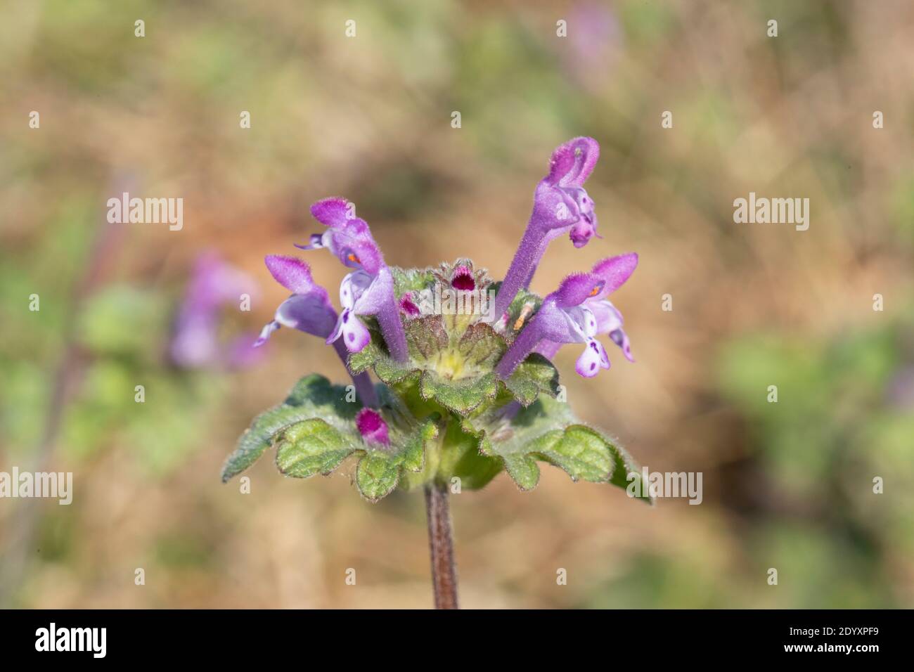 Common henbit (Lamium amplexicaule), Isehara City, Kanagawa Prefecture ...