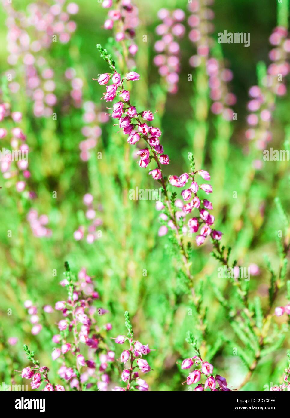 Heather flowers growing on hi-res stock photography and images - Alamy