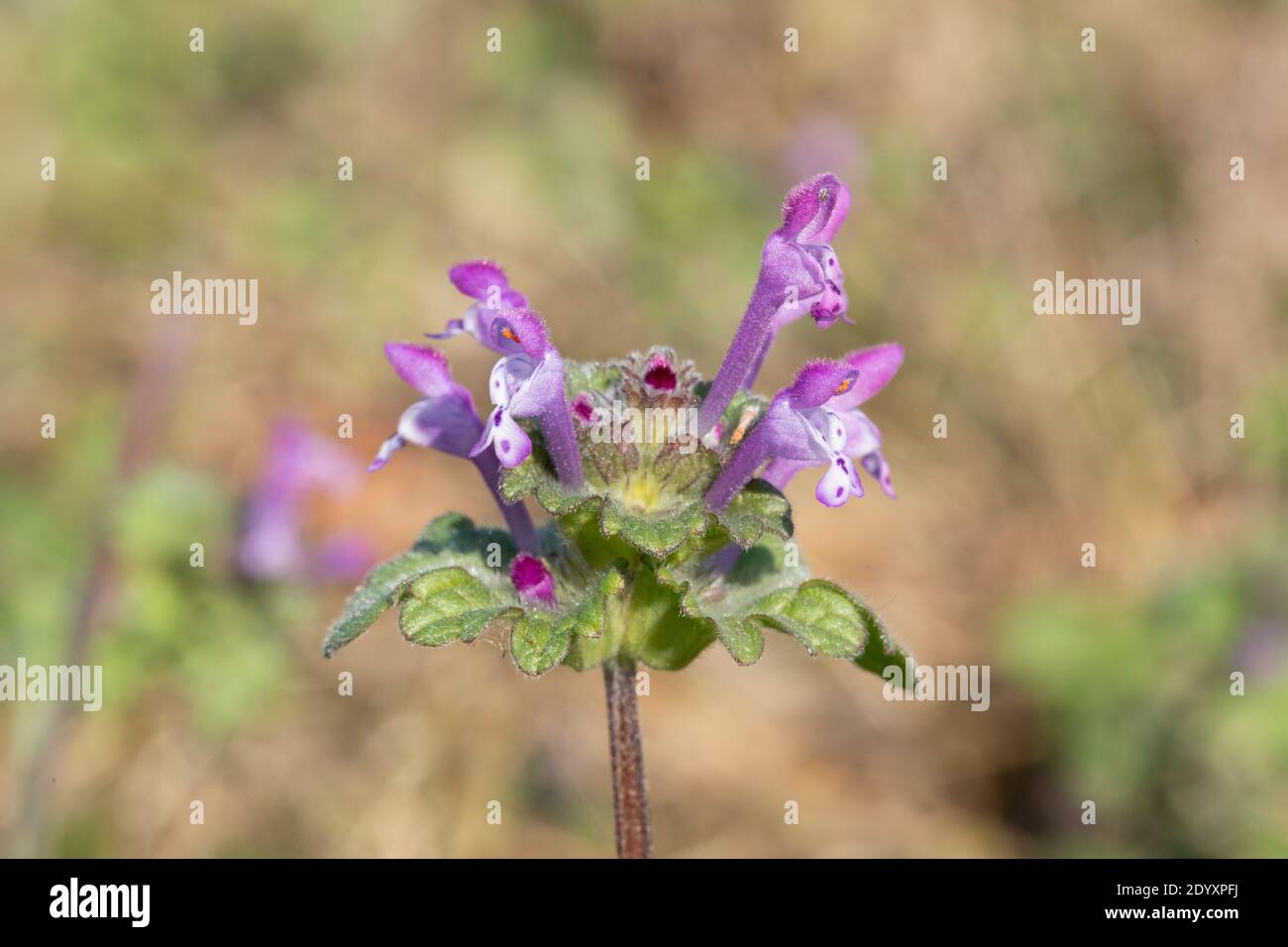 Common henbit (Lamium amplexicaule), Isehara City, Kanagawa Prefecture ...