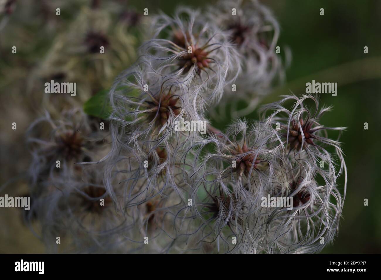 Acorn buds hi-res stock photography and images - Alamy