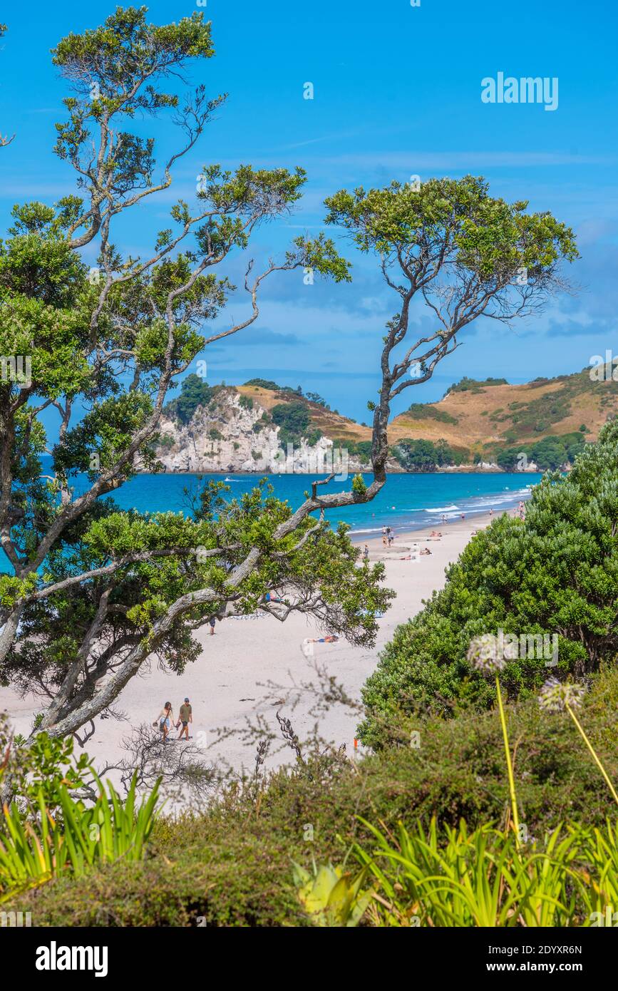 Aerial view of Hahei beach at Coromandel peninsula, New Zealand Stock Photo - Alamy