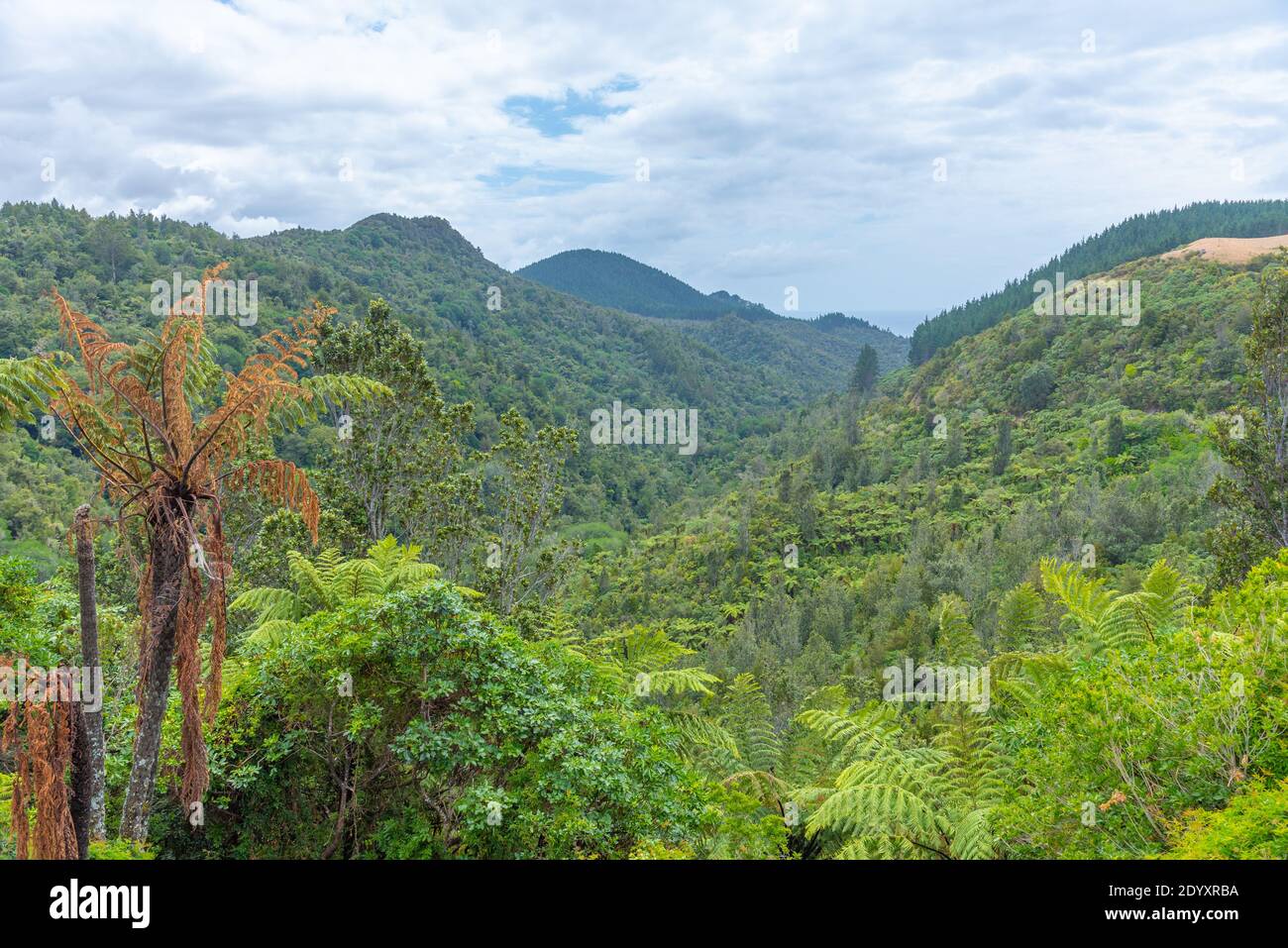 Forests at Coromandel peninsula, New Zealand Stock Photo - Alamy