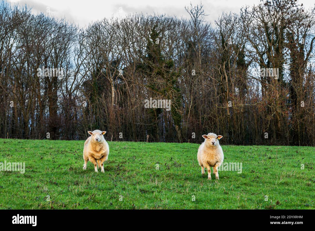 Two sheep in a field staring at the camera Stock Photo - Alamy