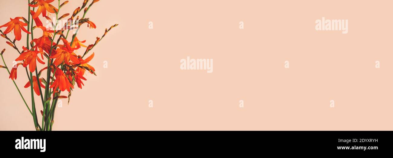 Header with bouquet of crocosmia flowers on a beige background. Gentle ...