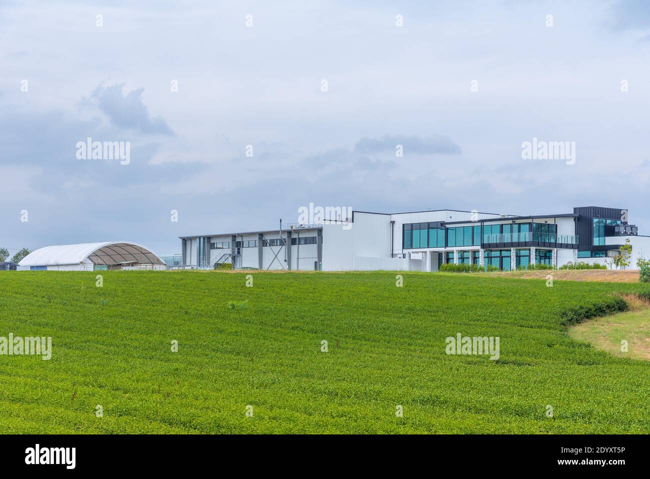 Zealong tea estate at Hamilton, New Zealand Stock Photo - Alamy