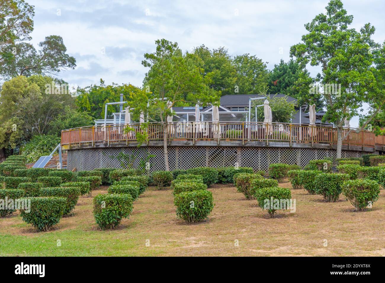 Zealong tea estate at Hamilton, New Zealand Stock Photo - Alamy
