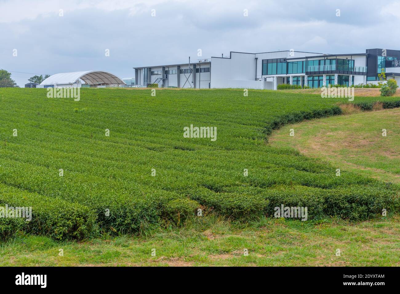 Zealong tea estate new zealand hi-res stock photography and images - Alamy