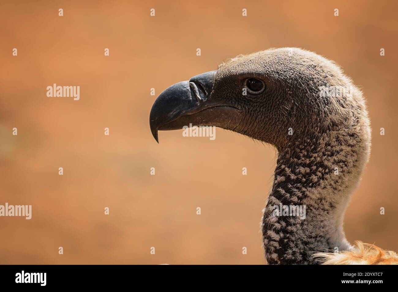 Vulture face portrait hi-res stock photography and images - Alamy