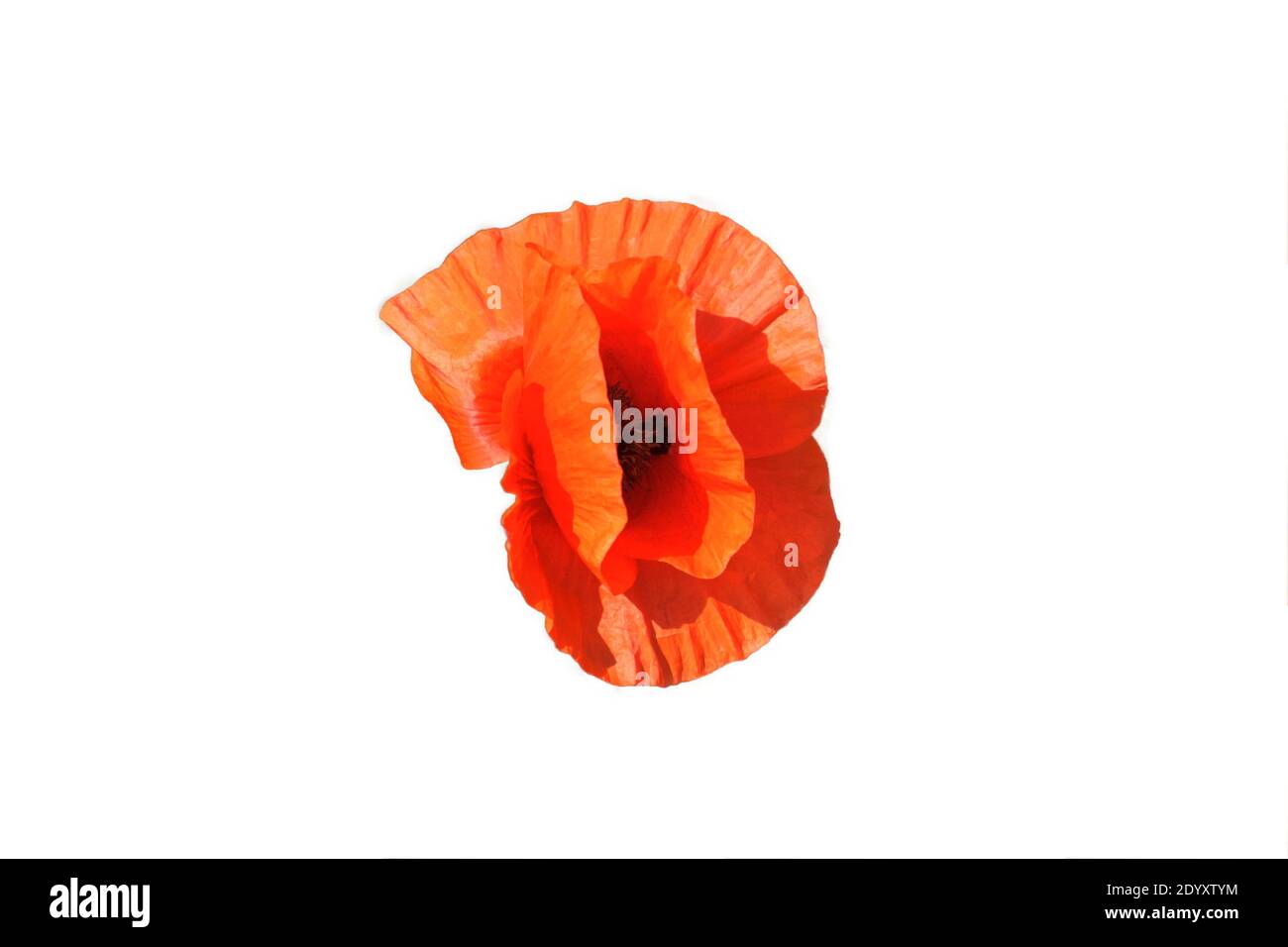 Big red poppy flower in a close-up. Beautiful flower with red petals ...