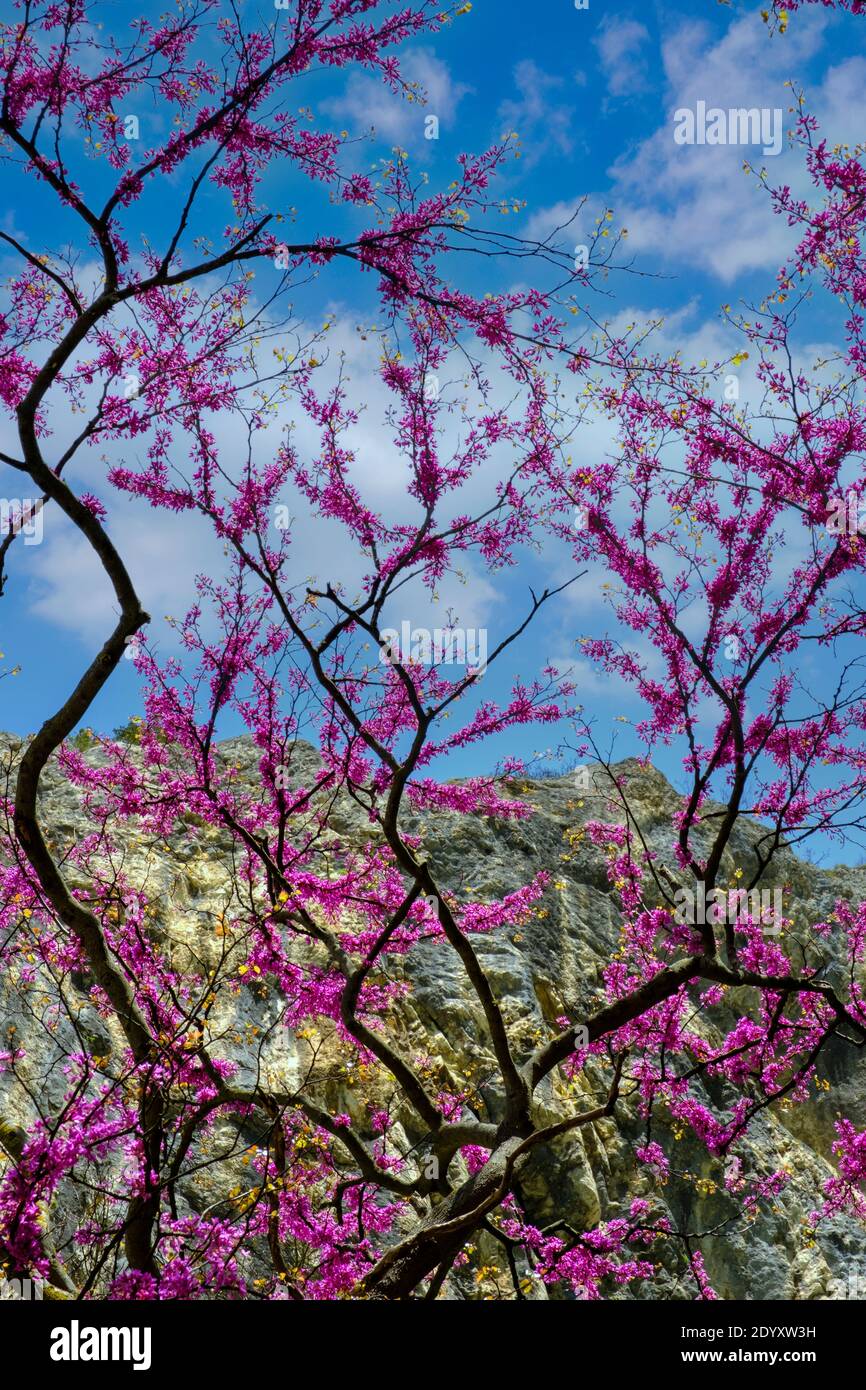 Judas tree hi-res stock photography and images - Alamy