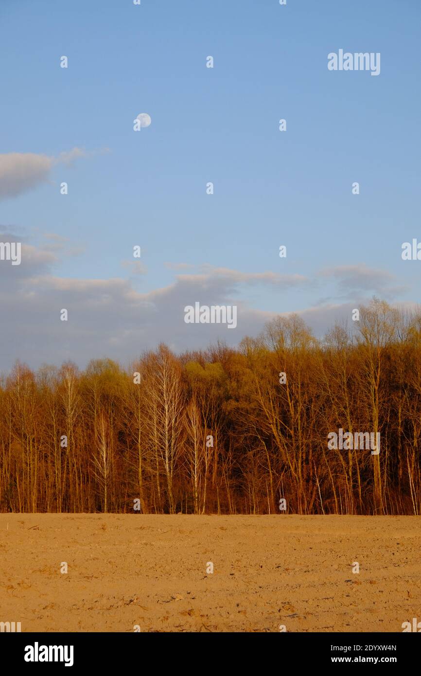 Small moon in the evening sky over the forest. Landscape Stock Photo ...