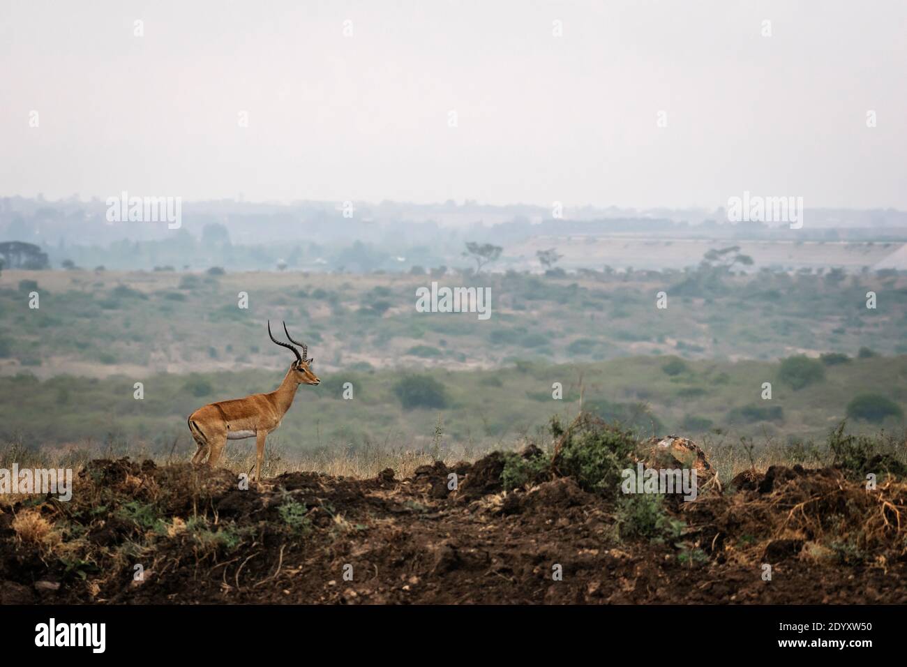 Impala in the wild, Nairobi National Park, Kenya Stock Photo - Alamy