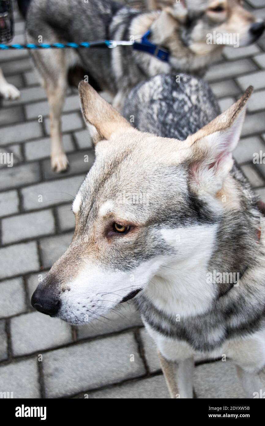 Czechoslovakian Wolfdog High Resolution Stock Photography and Images ...