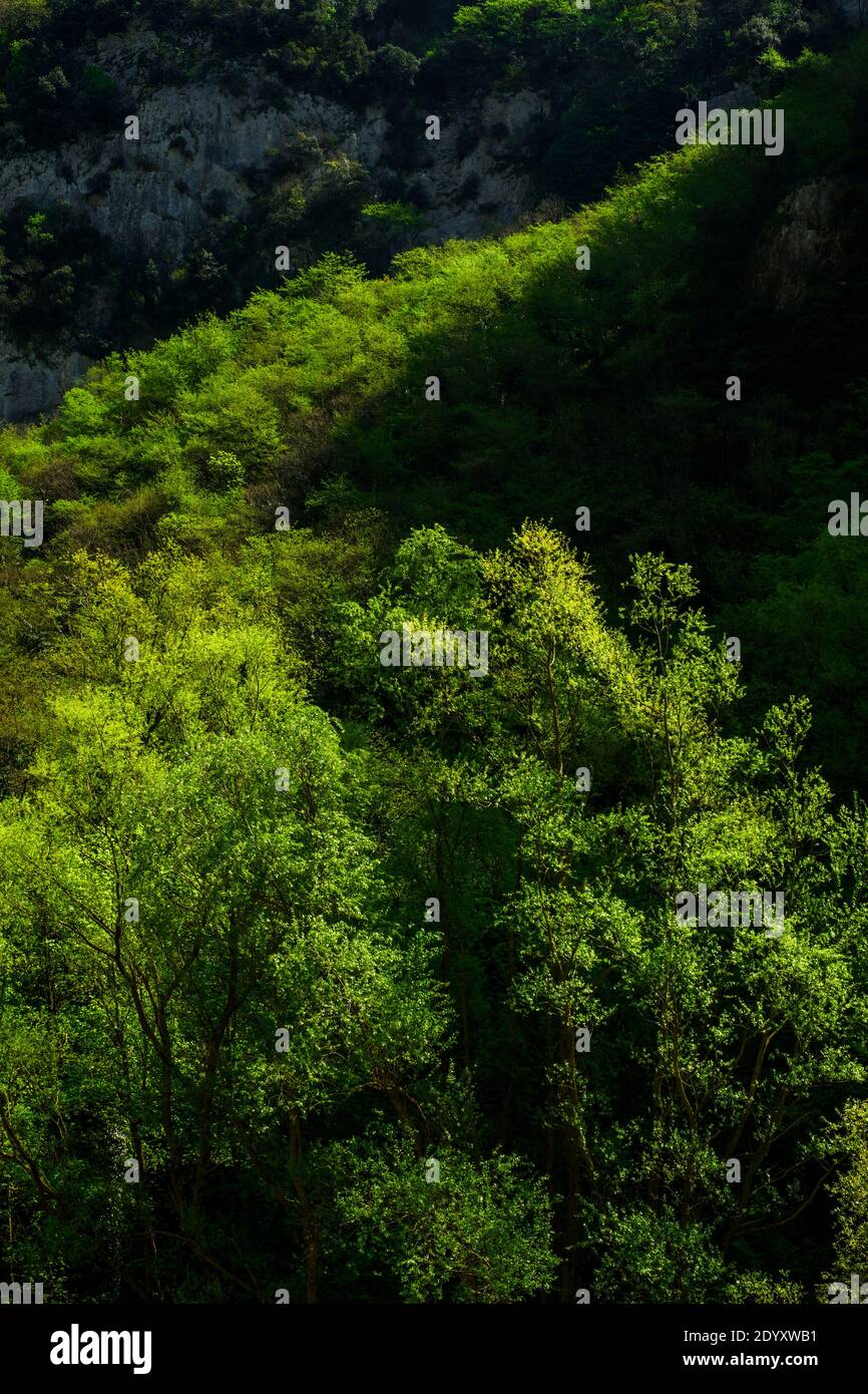 The forest at spring: State Nature Reserve Gola del Furlo, Italy Stock ...