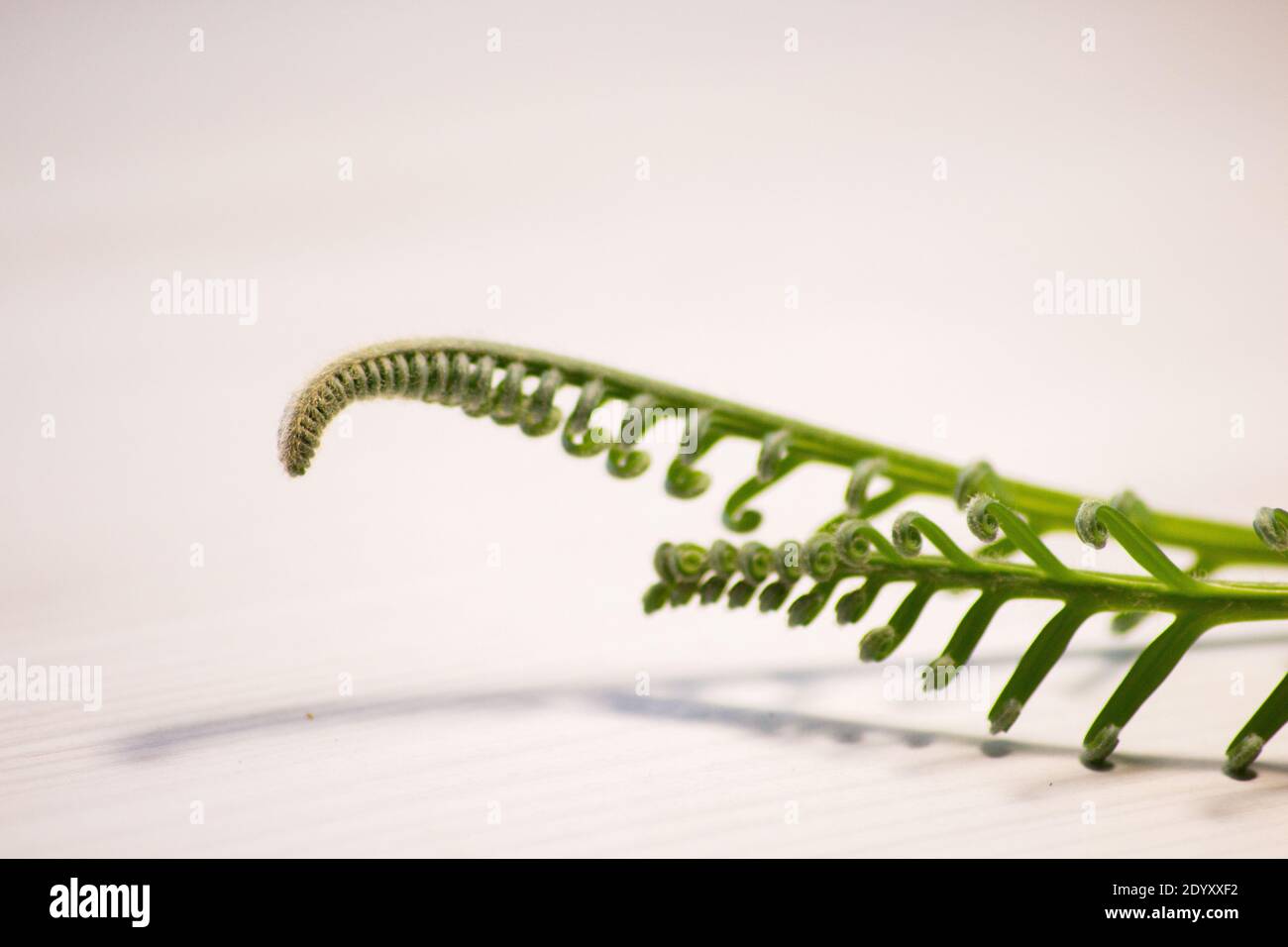 Tropical sago palm leaf. Curly buds of a cycad Japanese sago palm Stock ...