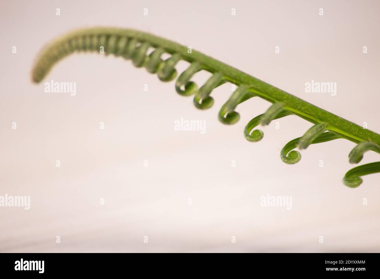 Tropical sago palm leaf. Curly buds of a cycad Japanese sago palm Stock ...