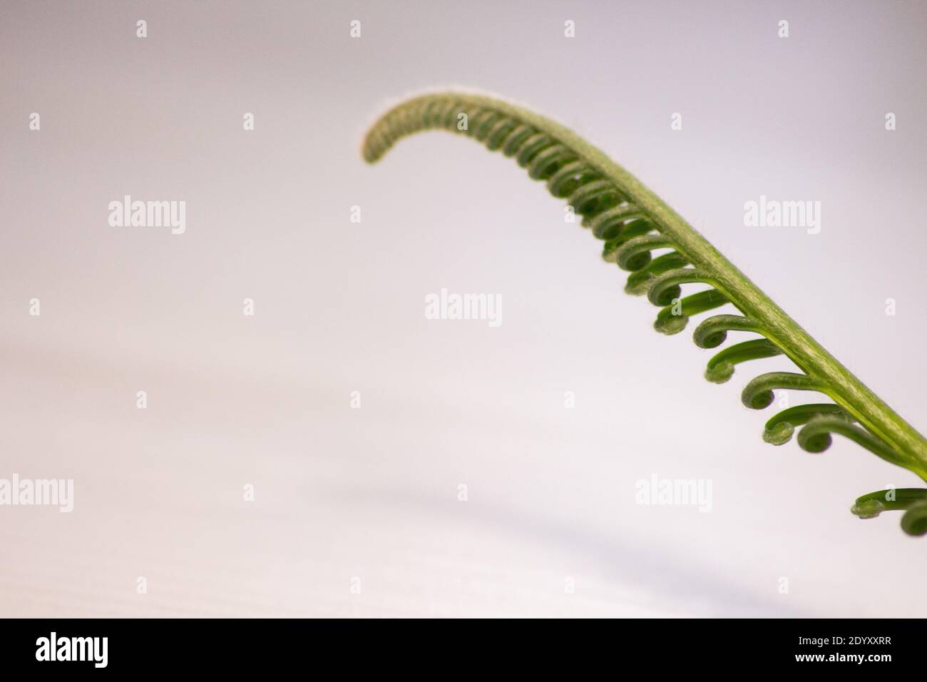 Tropical sago palm leaf. Curly buds of a cycad Japanese sago palm Stock ...