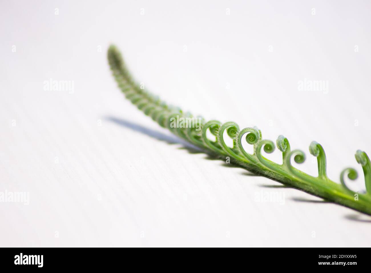 Tropical sago palm leaf. Curly buds of a cycad Japanese sago palm Stock ...