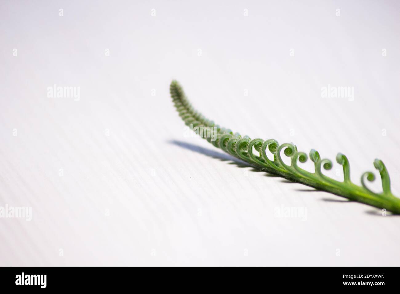 Tropical sago palm leaf. Curly buds of a cycad Japanese sago palm Stock ...