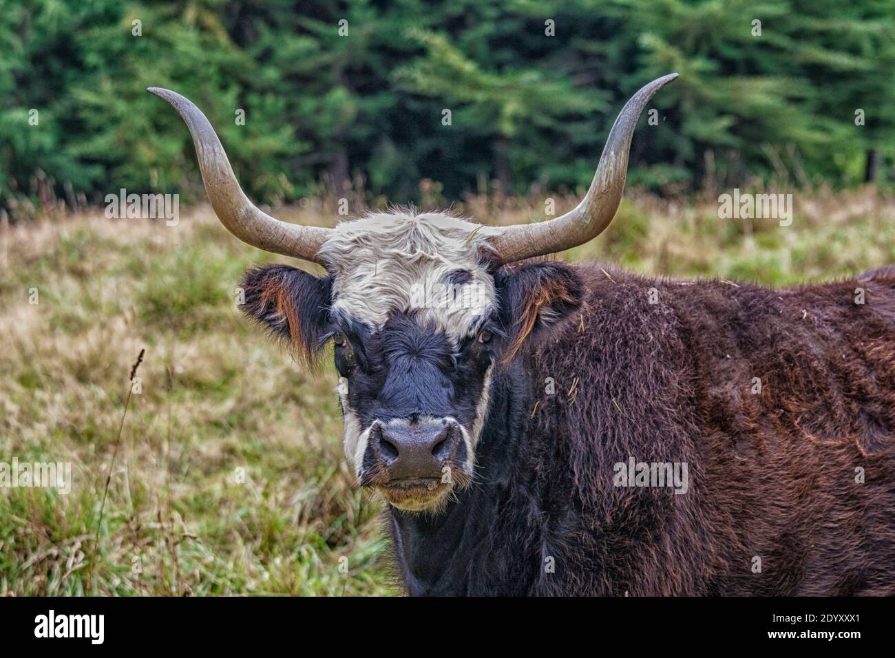 Horned bull hi-res stock photography and images - Alamy