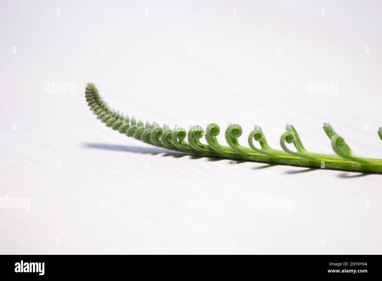 Tropical sago palm leaf. Curly buds of a cycad Japanese sago palm Stock ...
