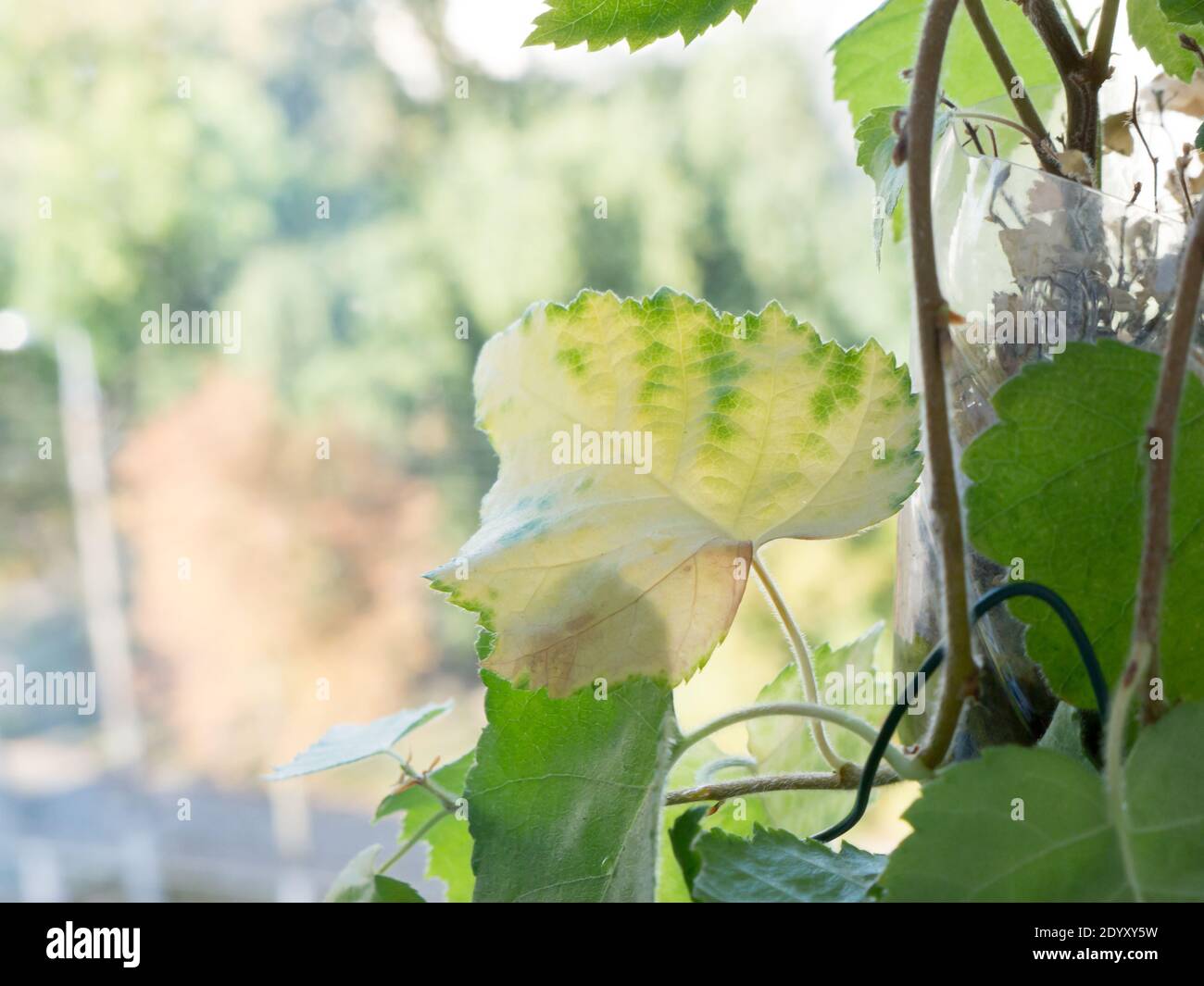 Birch Leaf background Stock Photo - Alamy