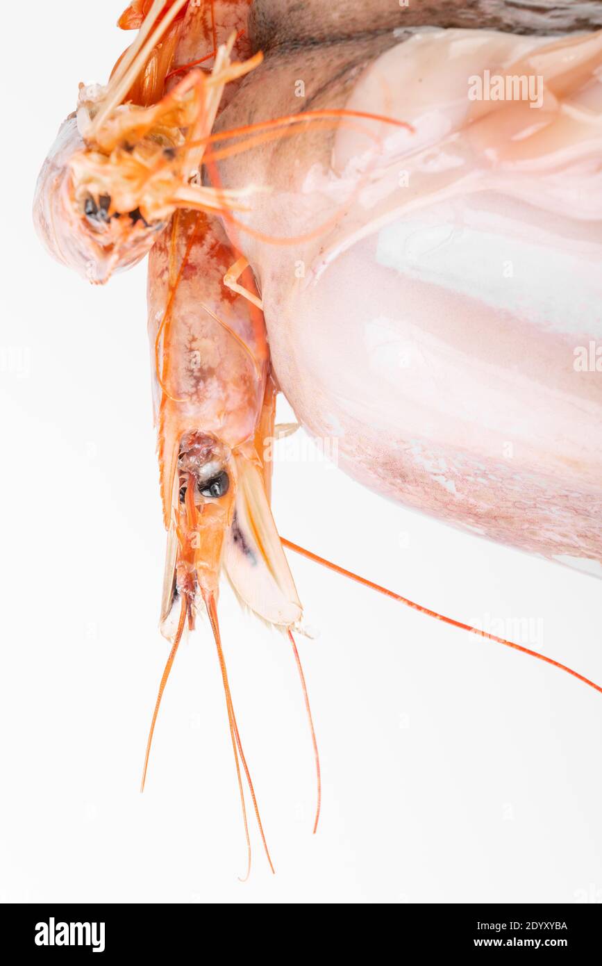 Seafood fresh octopus and shrimps rich in iodine, astaxanthin, zinc and ...