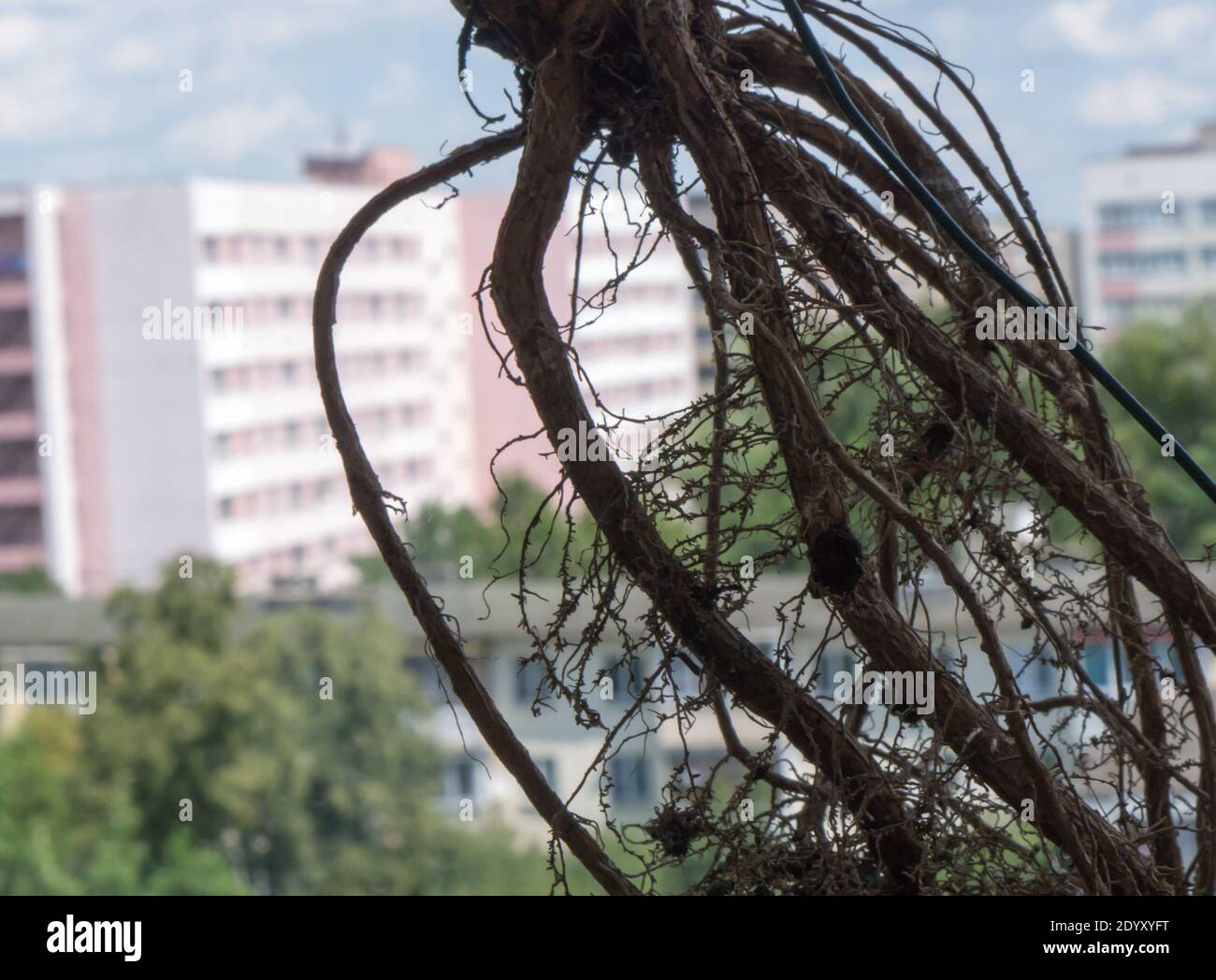 The Chestnut Roots objects and background Stock Photo - Alamy