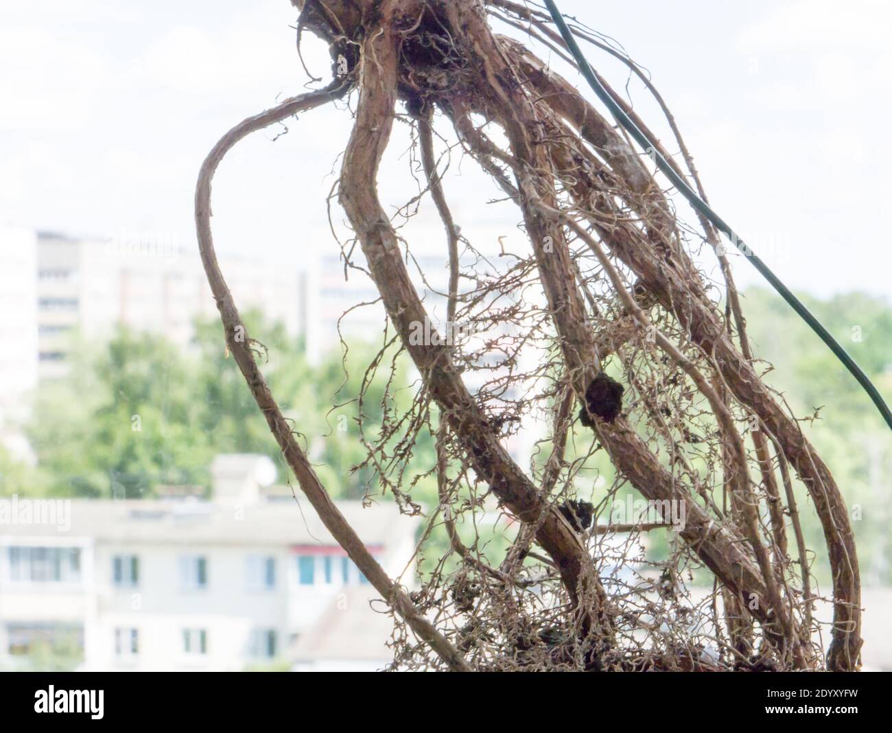 The Chestnut Roots objects and background Stock Photo - Alamy