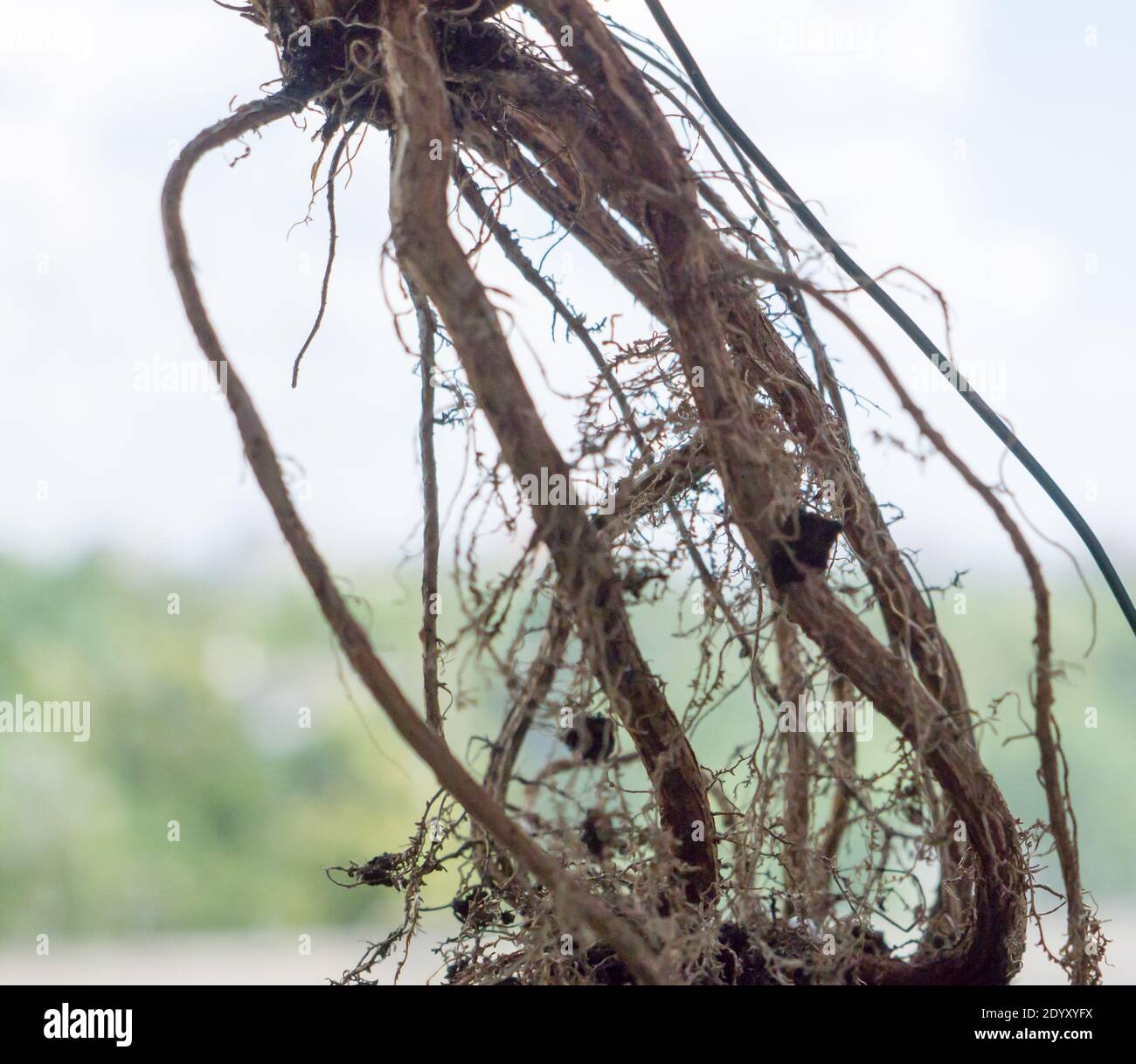 The Chestnut Roots objects and background Stock Photo - Alamy
