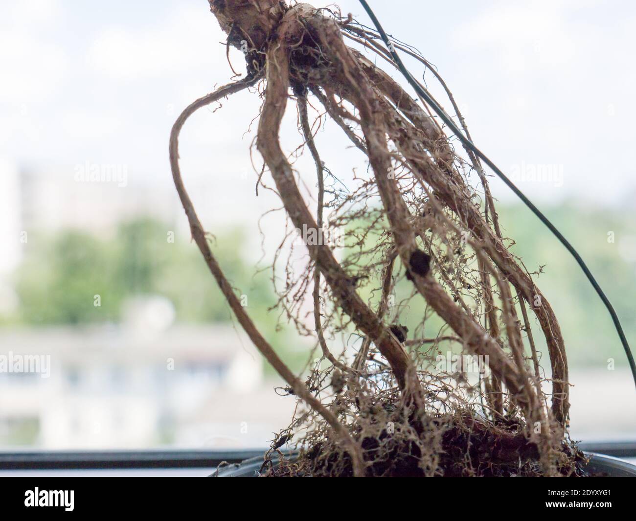 The Chestnut Roots objects and background Stock Photo - Alamy