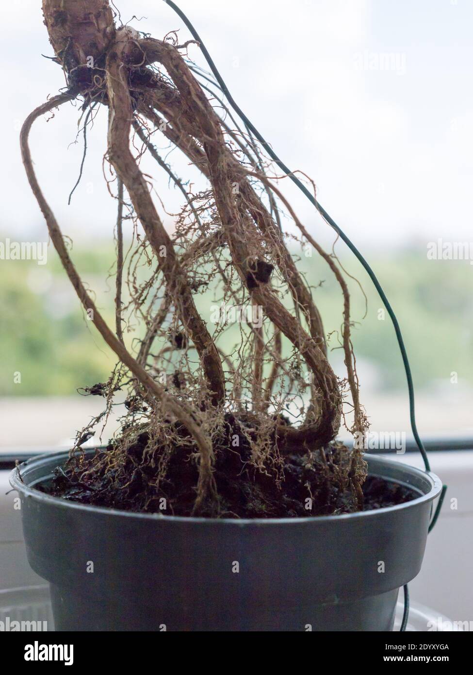 The Chestnut Roots objects and background Stock Photo - Alamy