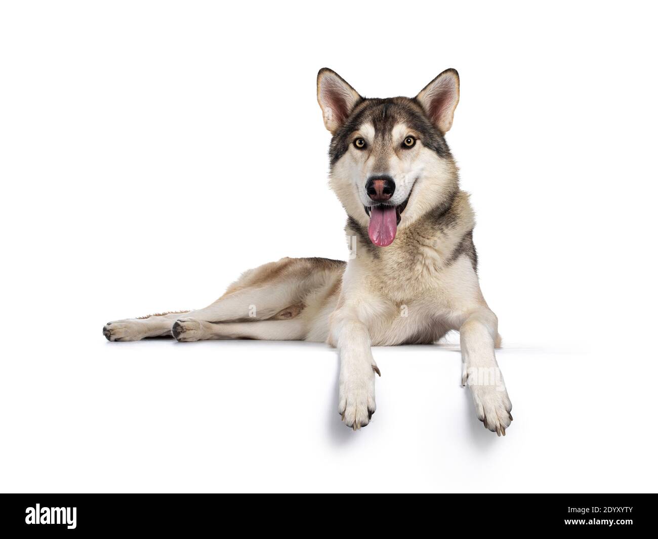 Wolf laying down hi-res stock photography and images - Alamy