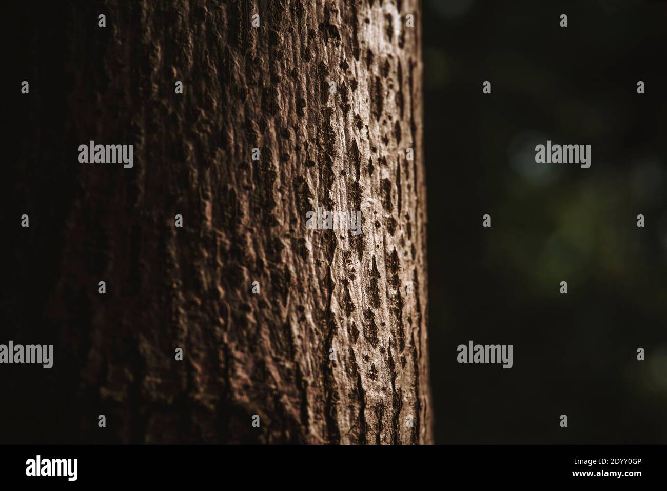Tree bark lit sun hi-res stock photography and images - Alamy