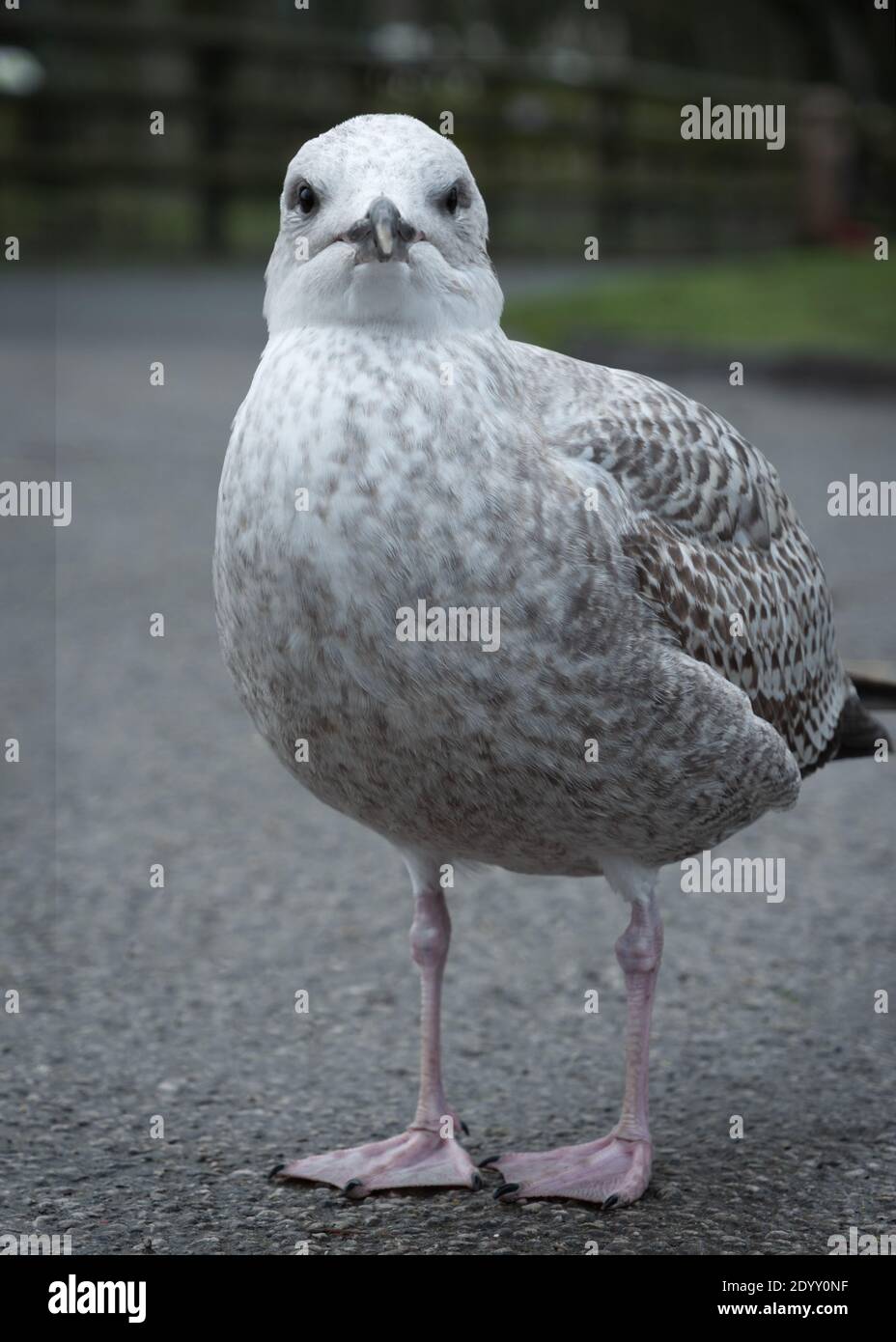 A herring gull looking straight down the camera Stock Photo - Alamy