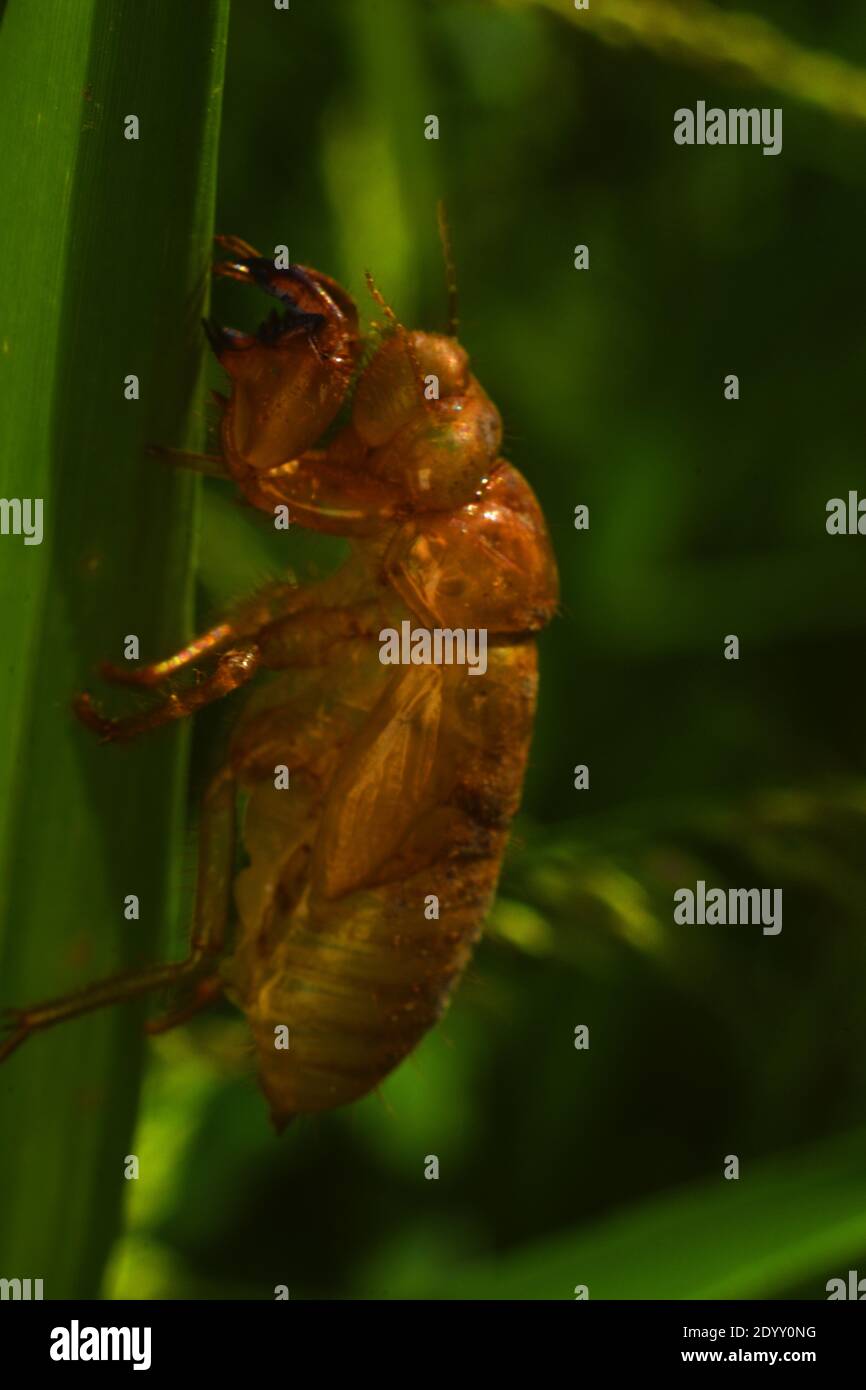 Cicada exoskeleton found in rural area hi-res stock photography and ...