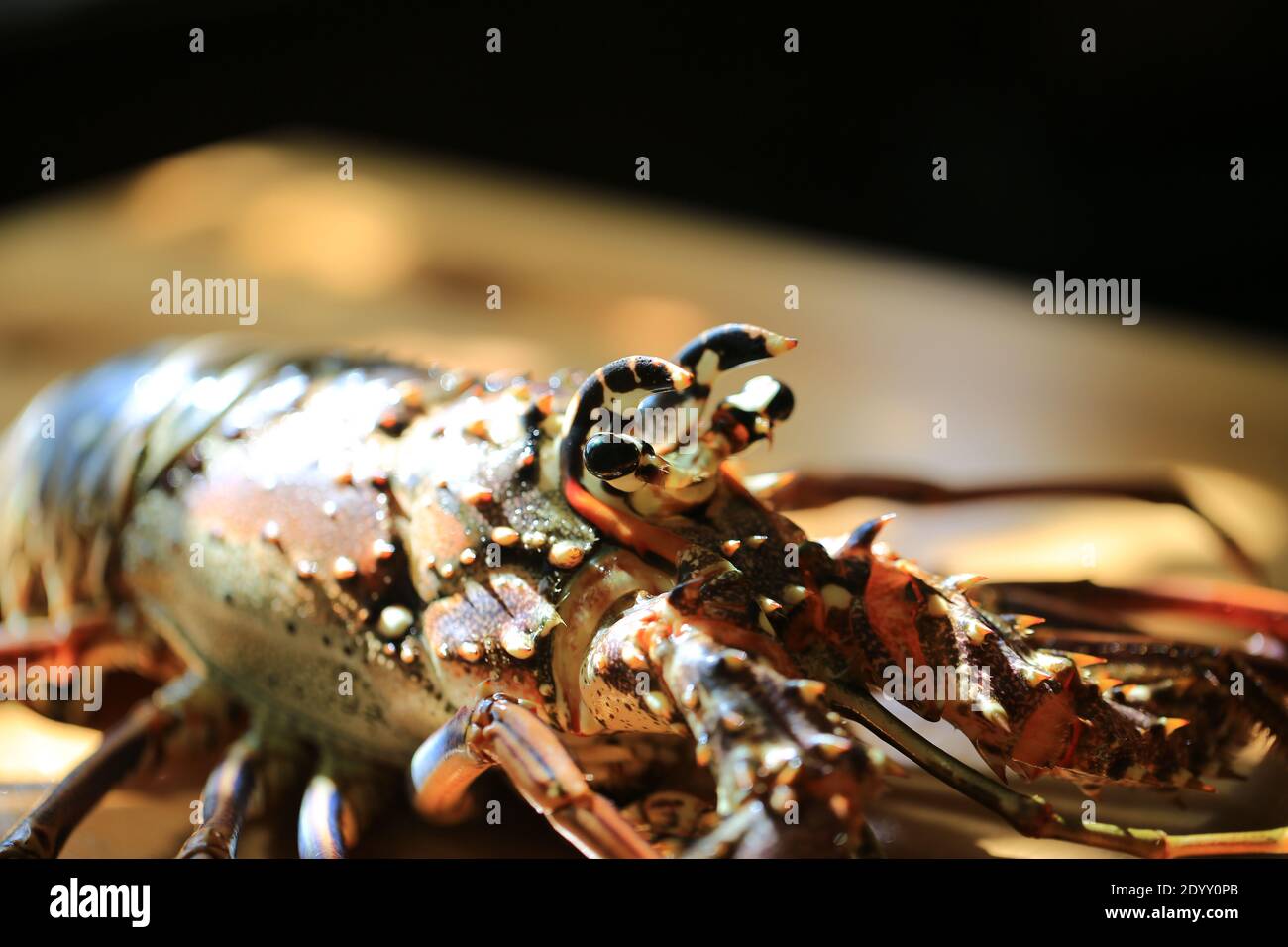 western rock lobster on the table Stock Photo - Alamy