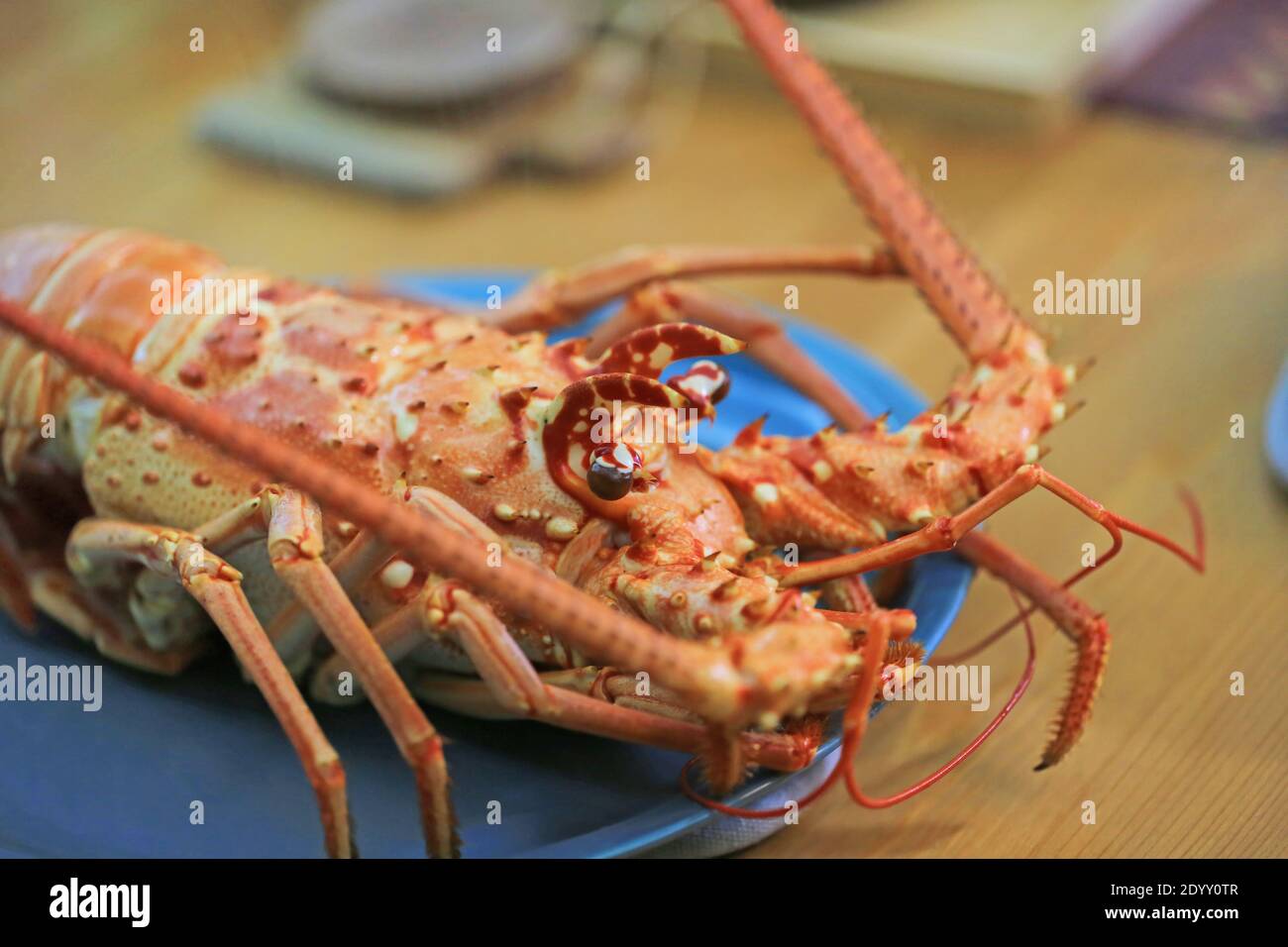 Australian spiny lobster hi-res stock photography and images - Alamy