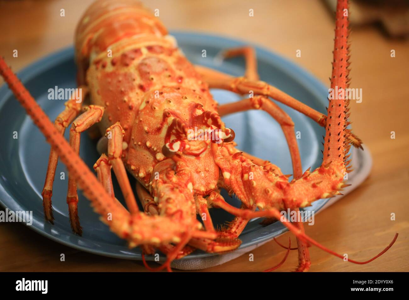 western rock lobster on the table Stock Photo - Alamy