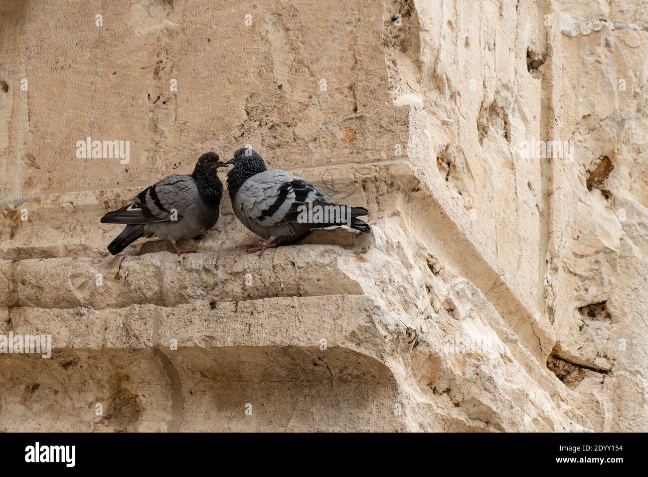 Two domestic pigeons chatting on a ledge of an ancient wall in ...