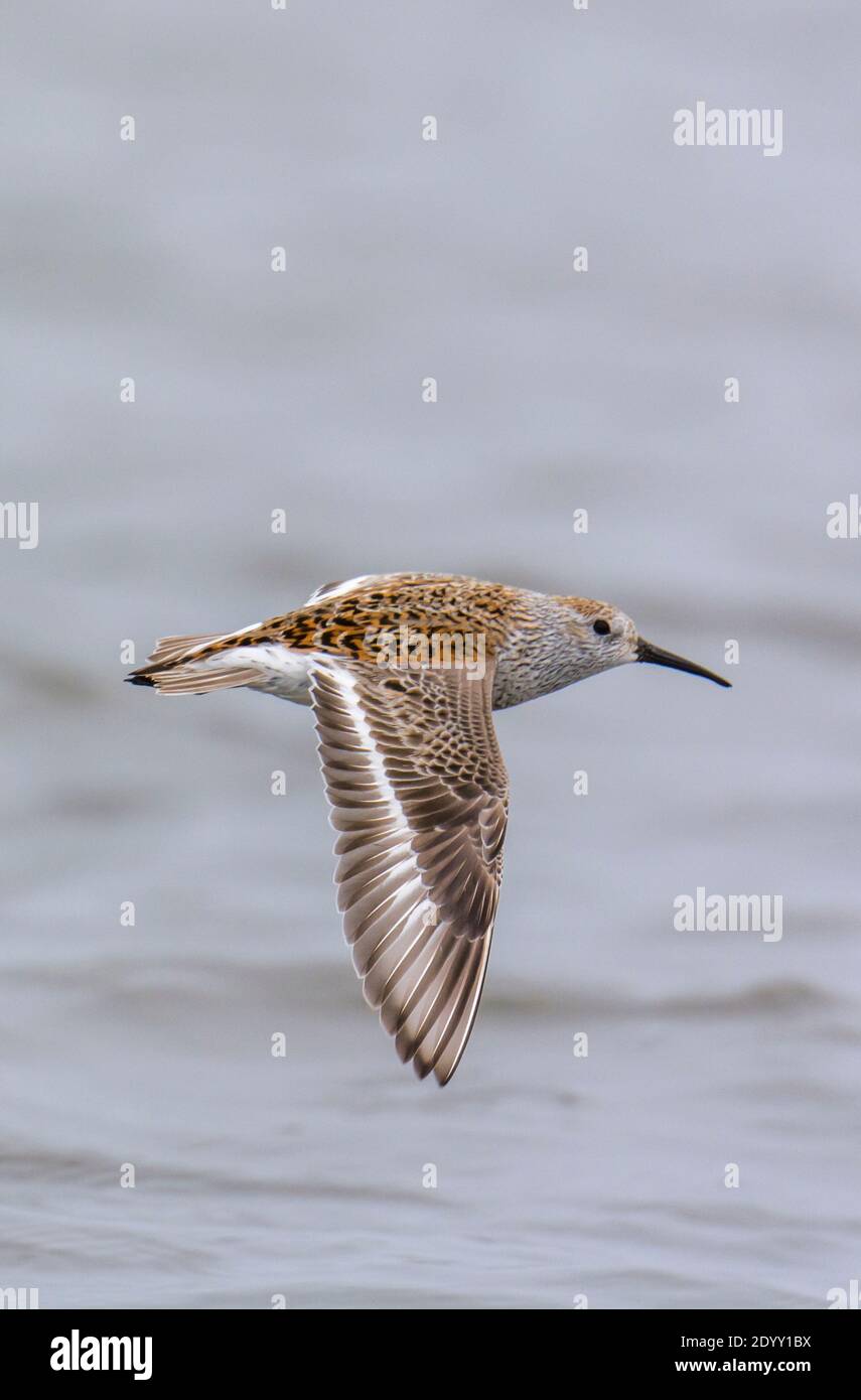 Dunlin shorebird hi-res stock photography and images - Alamy