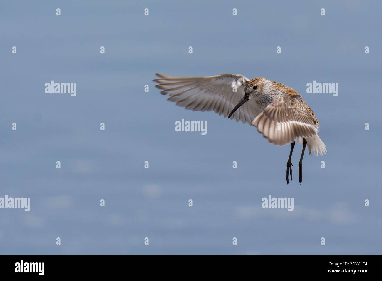 Dunlin breeding plumage flight hi-res stock photography and images - Alamy