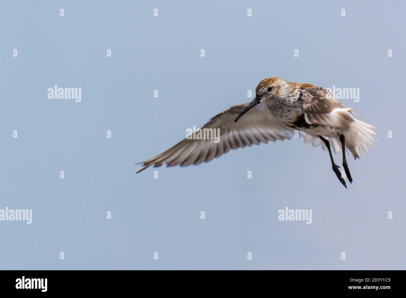 Dunlin breeding plumage flight hi-res stock photography and images - Alamy