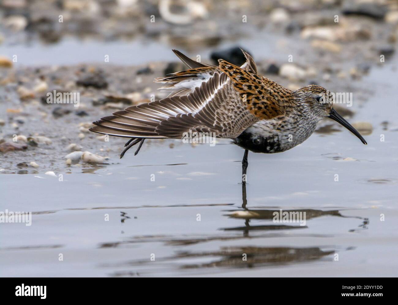 Dunlin stretching wing on beach, Delaware Bay, US Stock Photo - Alamy