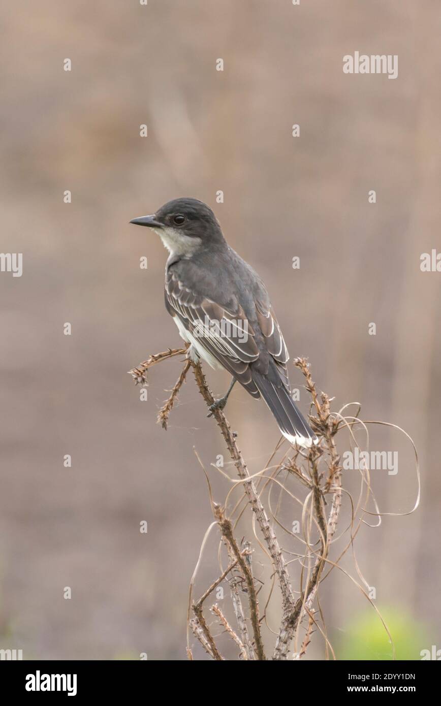 Birds of eastern us hi-res stock photography and images - Alamy