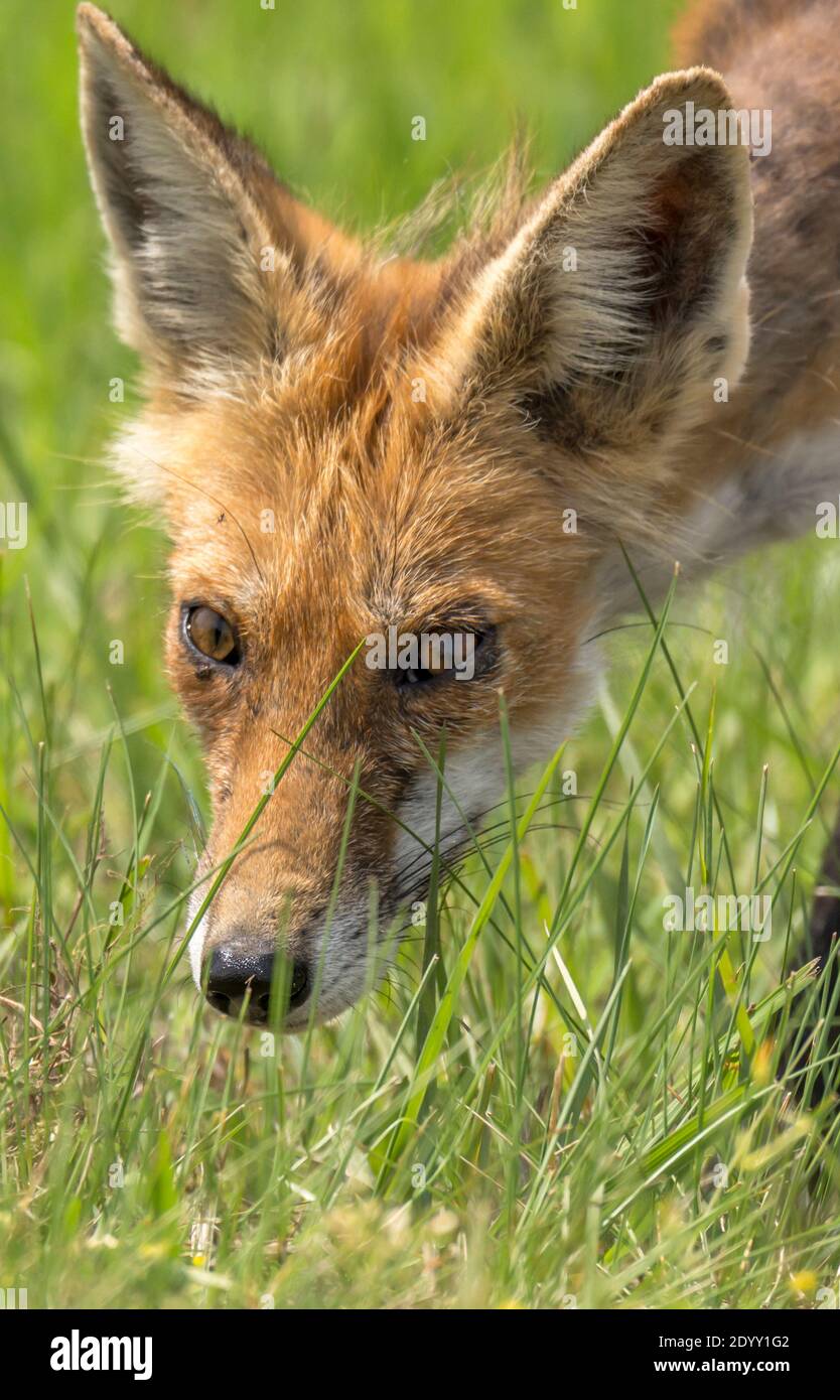 Red Fox, Delaware, US Stock Photo - Alamy